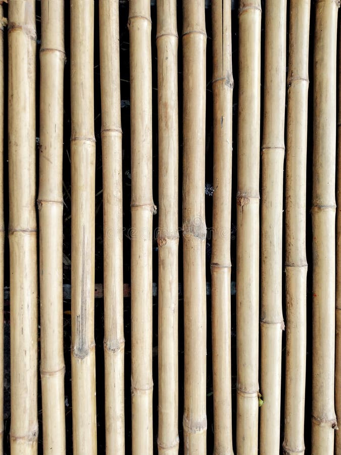Vertical Yellow Dry Bamboo Texture Stock Image - Image of decor, board ...