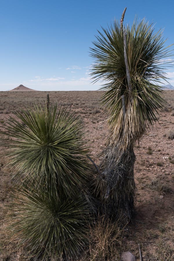 Vertical of a Yucca Along New Mexico Highway 27 Stock Image - Image of ...