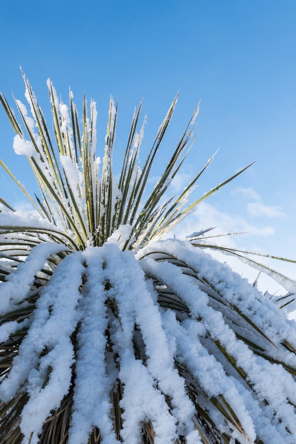 Vertical of a Yucca in Snow. Stock Photo - Image of vertical, west ...