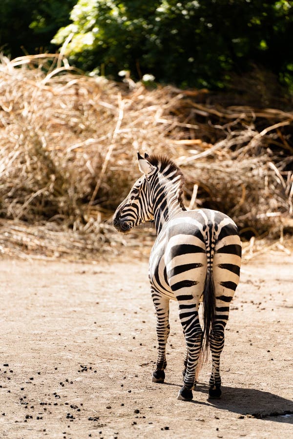 Vertical of a Zebra in the Zoo. Stock Photo - Image of vertical, safari ...