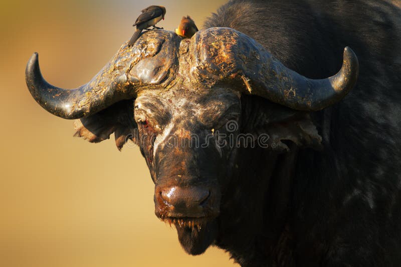 Verticale Africaine De Taureau De Buffle Photo stock - Image du klaxon ...