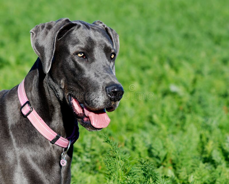 Chiot Bleu De Danois Grand Photos Stock - Téléchargez 580 Photos libres ...