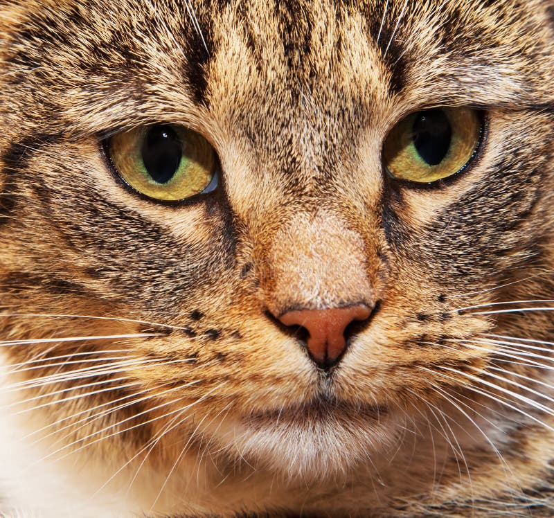 Verticale Détaillée De Visage De Chat Image stock - Image du curieux ...