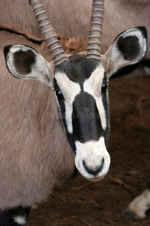 Un Troupeau De Topi D'antilope Image stock - Image du mammifère, bande ...