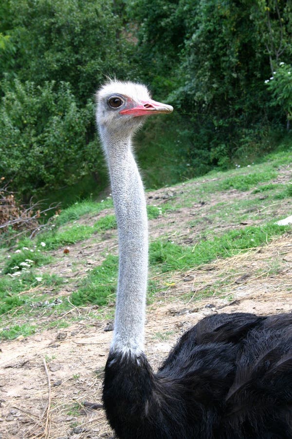 Verticale De Groupe D'autruche Photo stock - Image du gris, verticale ...