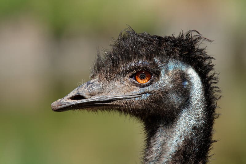 Emu image stock. Image du outdoors, autruche, regarder - 17957717