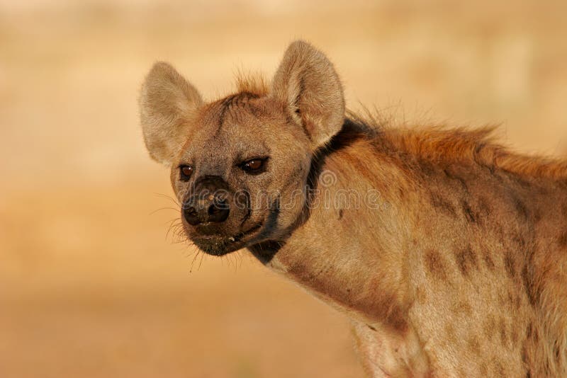 Position Femelle De Hyènes Repérée Dans La Savane Africaine Photo stock ...