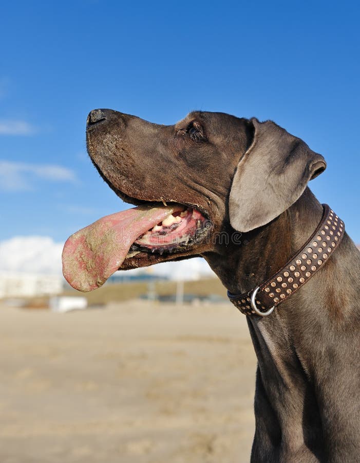 2,113 Danois Grand Bleu Photos libres de droits et gratuites de Dreamstime