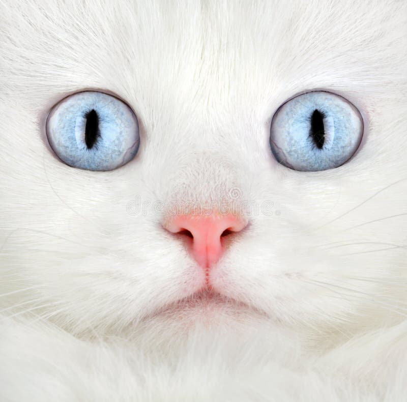 Chaton blanc photo stock. Image du fourrure, fond, visage - 2341870