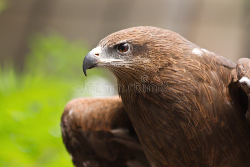 Verticale d'un faucon noir photo stock. Image du iris - 27314028
