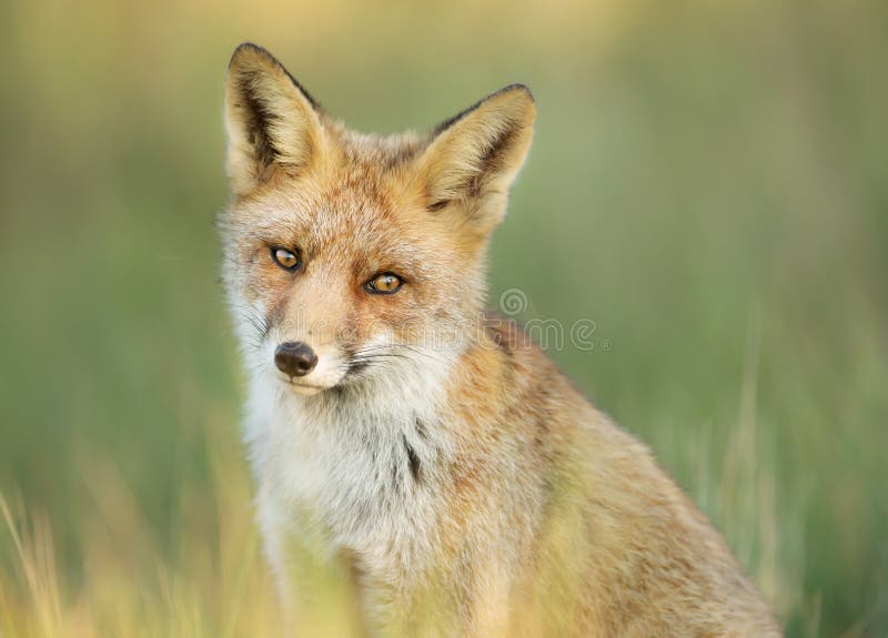 Verticale d'un Fox rouge photo stock. Image du saisonnier - 104604622