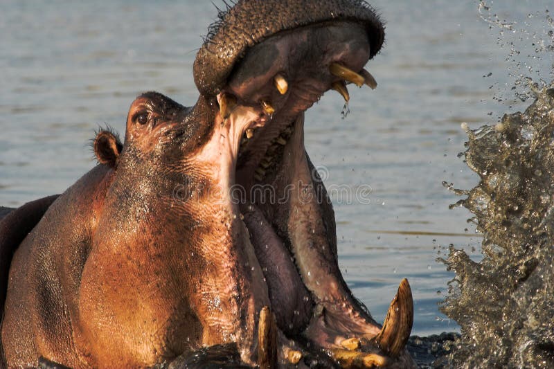 Hippopotame De Portrait, Amphibius D'hippopotame, Chobe, Namibie Image ...