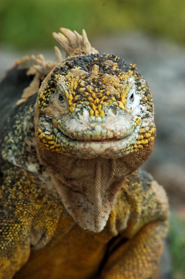 Verticale d'un iguane image stock. Image du jaune, évoluez - 476307