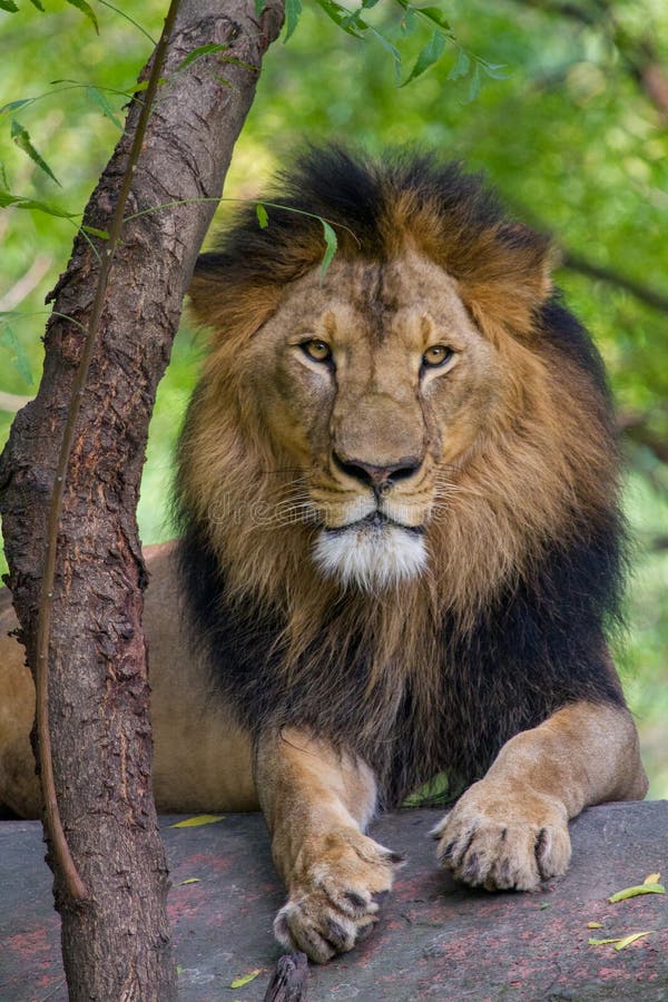 Verticale d'un lion photo stock. Image du chasseur, majestueux - 105443158