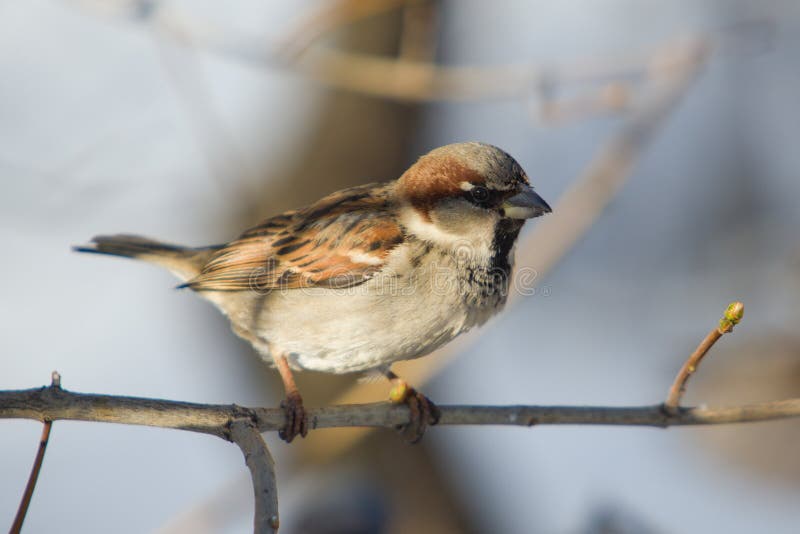 Moineau sur la neige image stock. Image du temps, moineau - 12570563