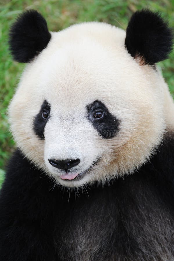 Verticale d'un panda image stock. Image du chinois, pièce - 19802147