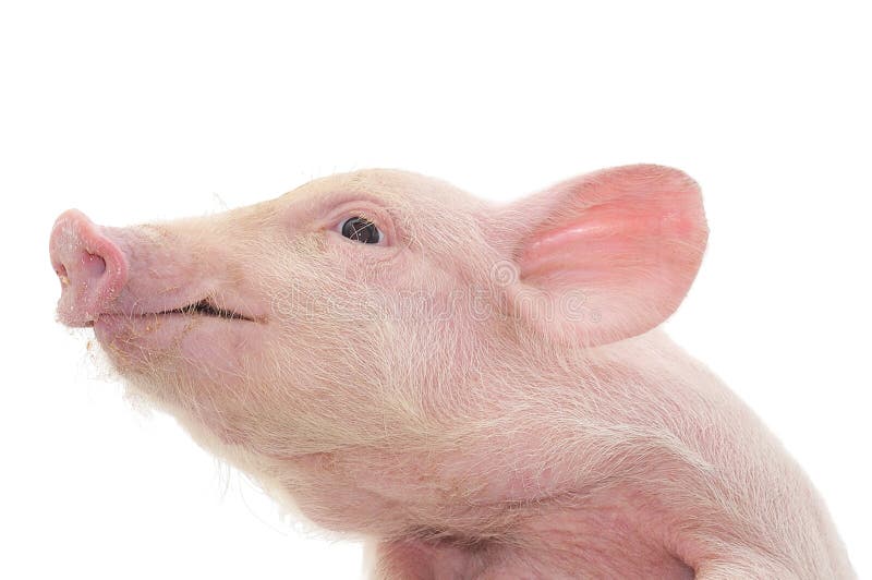 Portrait d'un porc photo stock. Image du domestique, couleur - 36601972