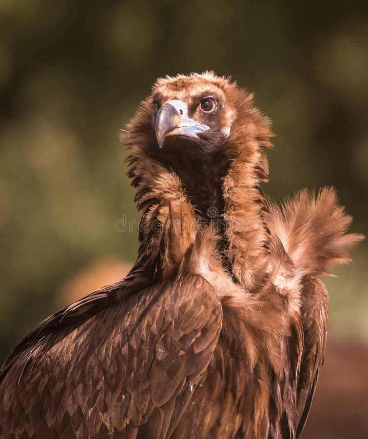 Vautour Cinereous (Aegypius Monachus) Image stock - Image du oeil ...