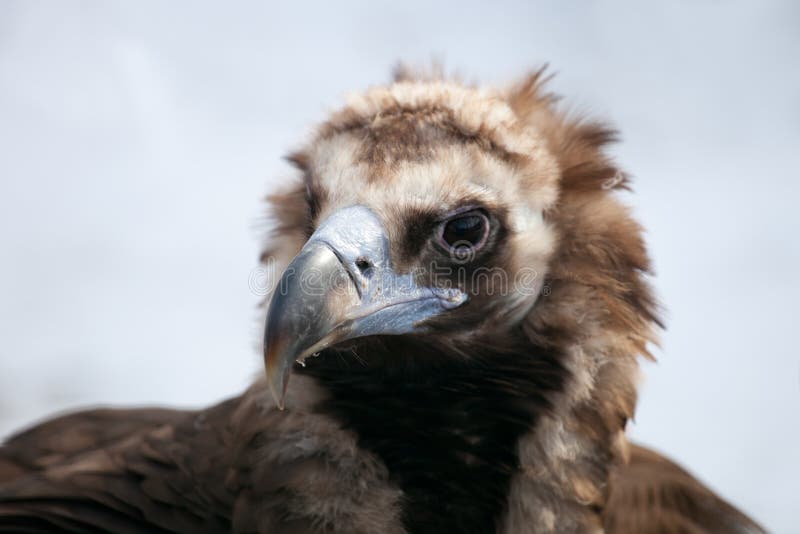 Verticale D'un Vautour Cinereous Photo stock - Image du incurvé, ailes ...