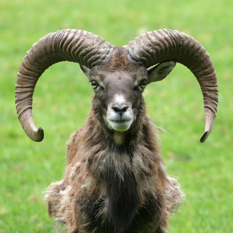 Vue De Face De Chèvre De Montagne Photo stock - Image du égal, blanc ...