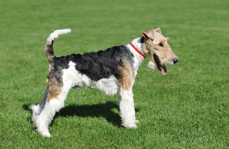 Chien terrier de Fox 9 photo stock. Image of crabot, trou - 14810574