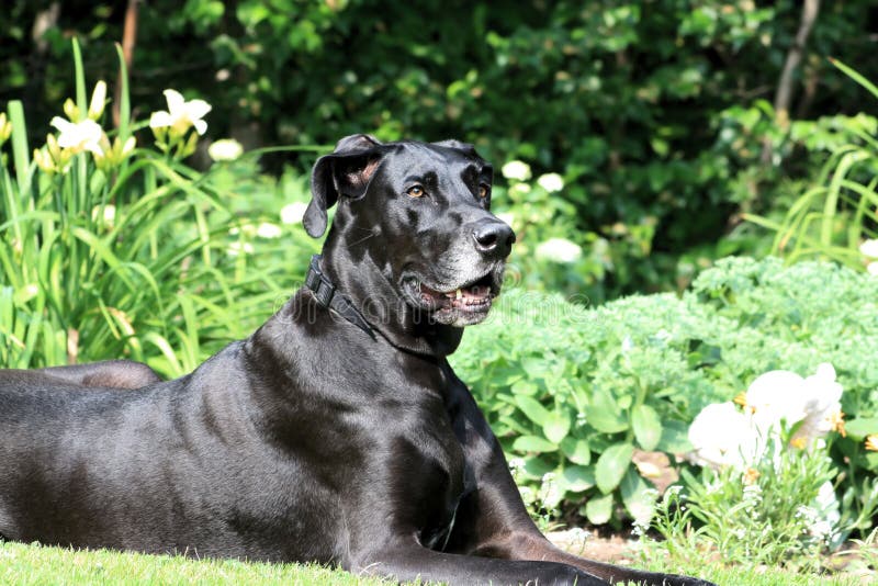 Crabot de Danois grand image stock. Image du bleu, butoir - 51250491