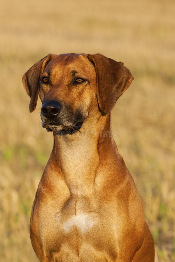 Verticale De Femelle De Rhodesian Ridgeback Photo stock - Image du ...