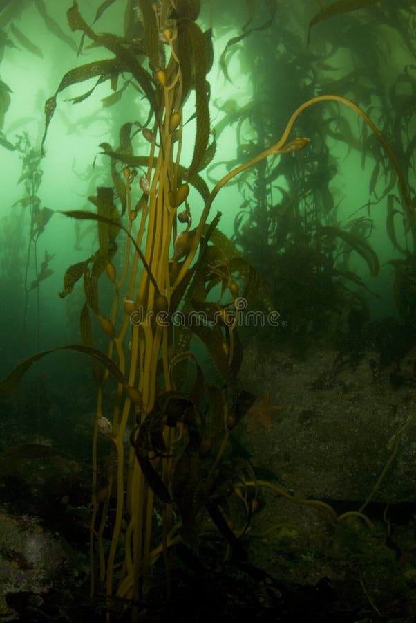 Verticale De Forêt De Varech Photo stock - Image du forêt, mère: 12504318