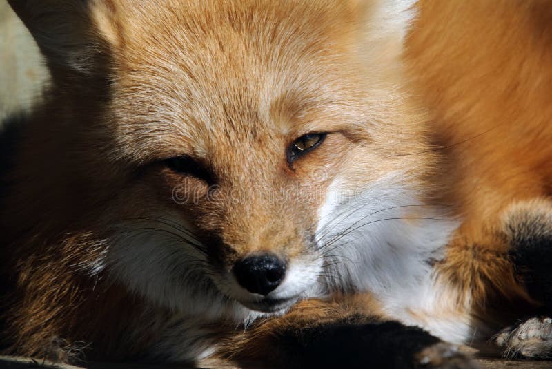 Verticale de Fox rouge image stock. Image du prédateur - 10586875