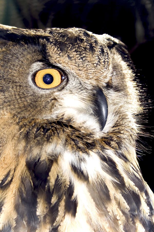 Profil De Hibou Photos Stock - Téléchargez 934 Photos libres de droits