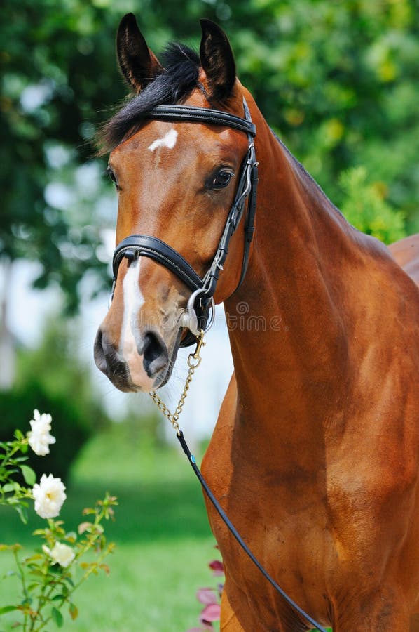 Portrait D'un Jeune Cheval Alezan Photo stock - Image du equitation ...
