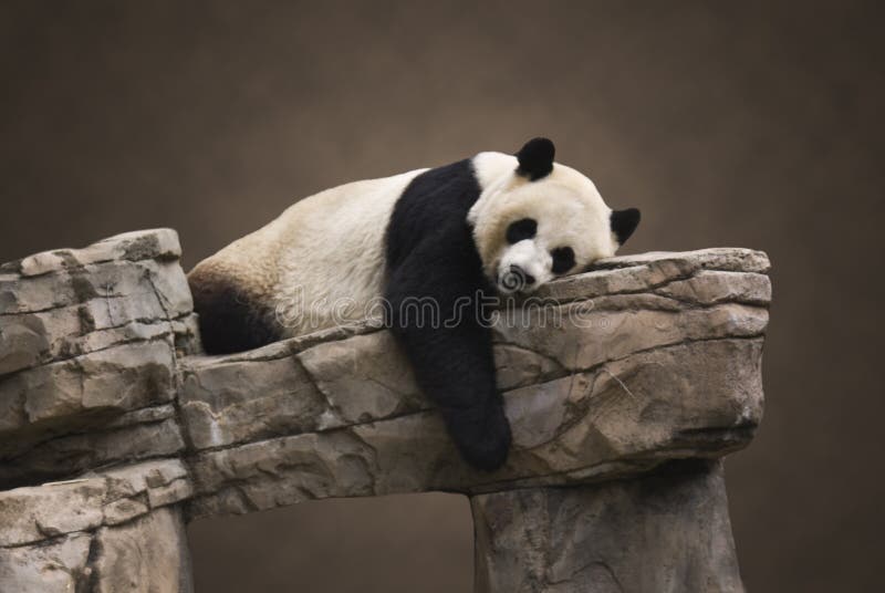 Verticale de panda géant image stock. Image du panda, verticale - 3943835