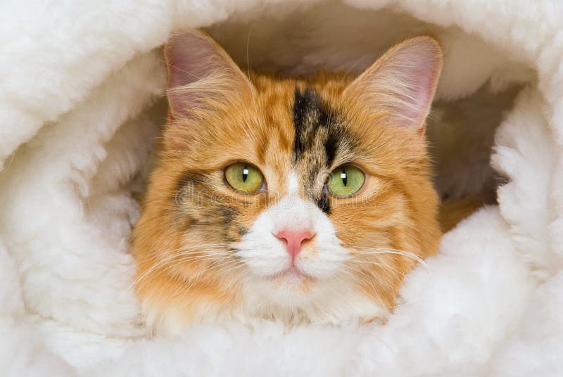 Beau Chat De Calicot Sur Le Fond Blanc Image stock - Image du chat ...