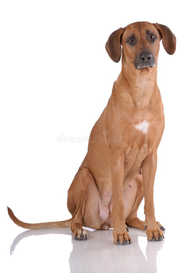 Portrait D'un Chien Rhodesian De Ridgeback D'isolement Sur Un Backgr ...