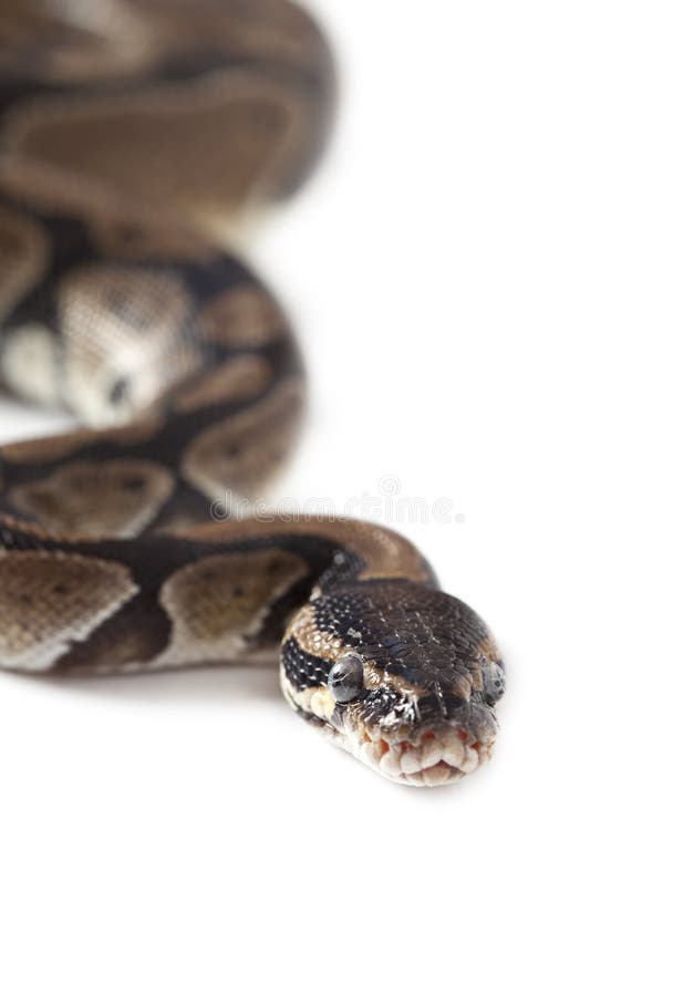 Verticale De Serpent De Python Photo stock - Image du personne, reptile ...