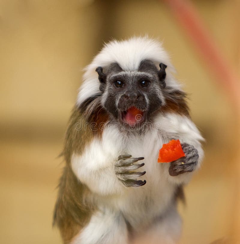Verticale De Singe De Tamarin Photo stock - Image du fourrure, poilu ...
