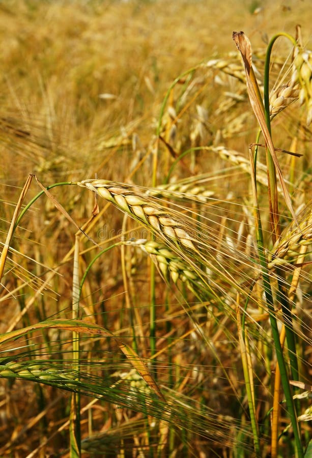 Verticale Di Un Campo Di Orzo Fotografia Stock - Immagine di grano ...