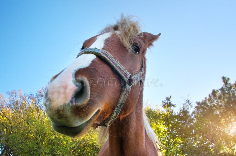 Portrait drôle de cheval photo stock. Image du dents - 31074022
