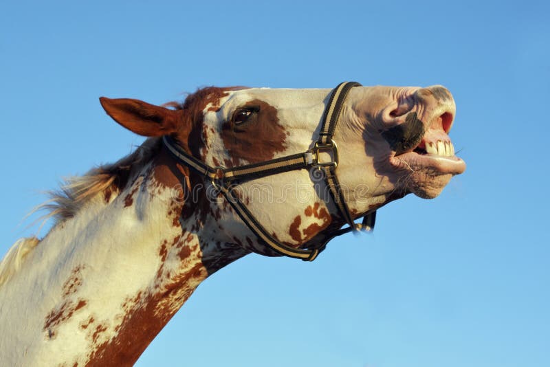Cheval de sourire image stock. Image of sourire, animal - 8703357