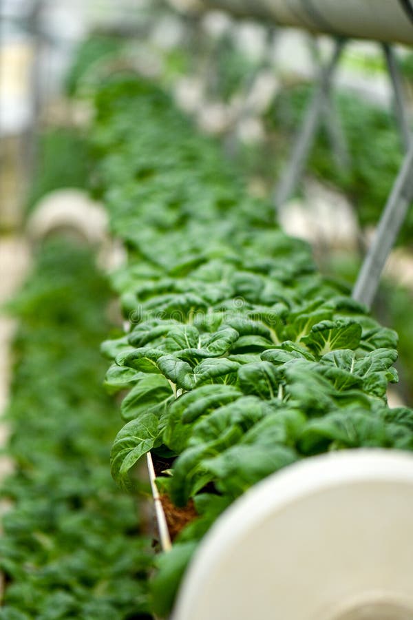 Verticale Farming for Milk Cabbage Stock Image - Image of greenhouse ...