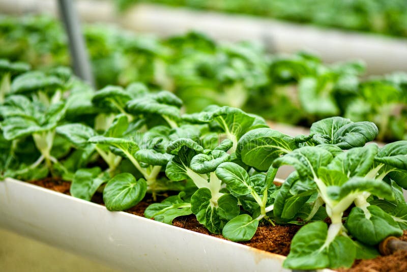 Verticale Farming for Milk Cabbage Stock Photo - Image of farm, grow ...