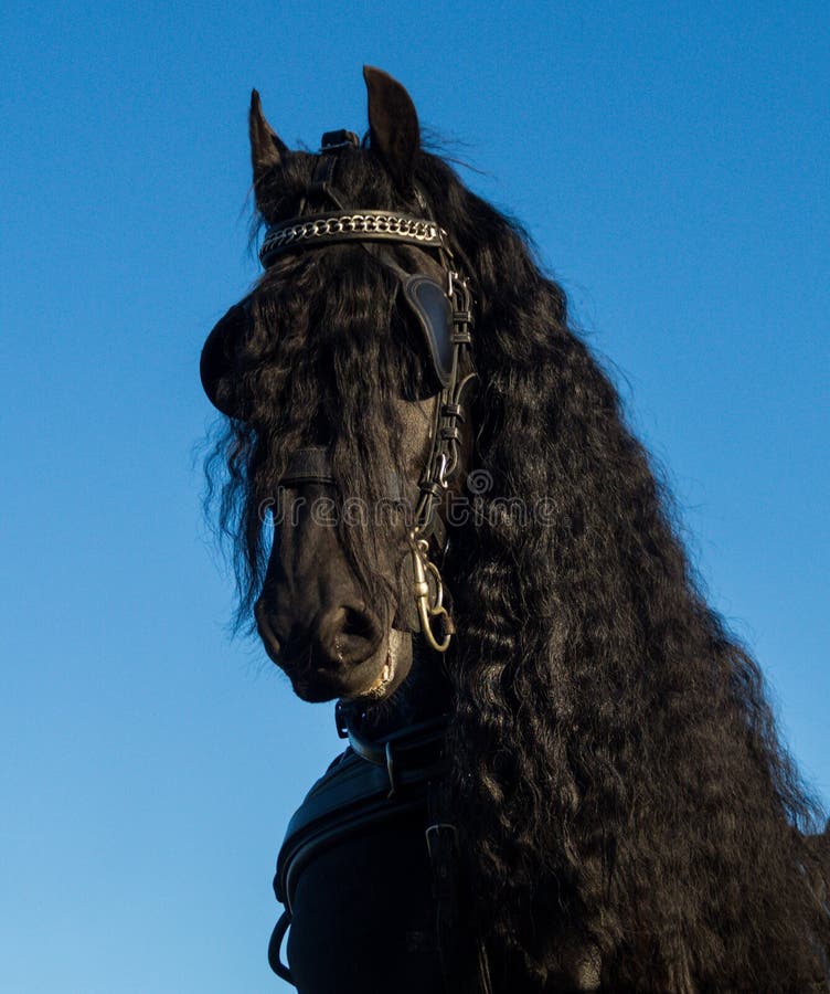 2,528 Photos de Cheval Frison Noir - Photos de stock gratuites et ...
