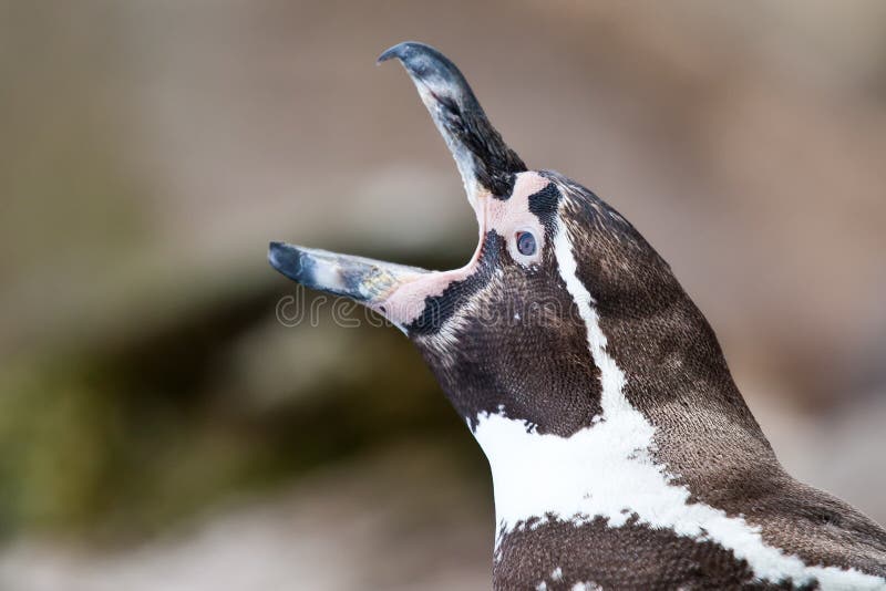 Pingouin Bec Ouvert Photos Stock - Téléchargez 139 Photos libres de droits