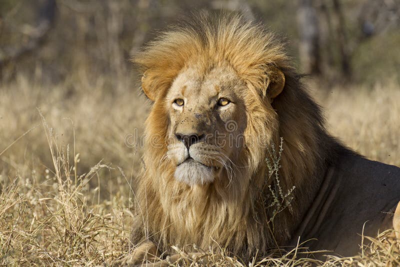 Animal De Lion, Afrique Du Sud Photo stock - Image of animaux, afrique ...