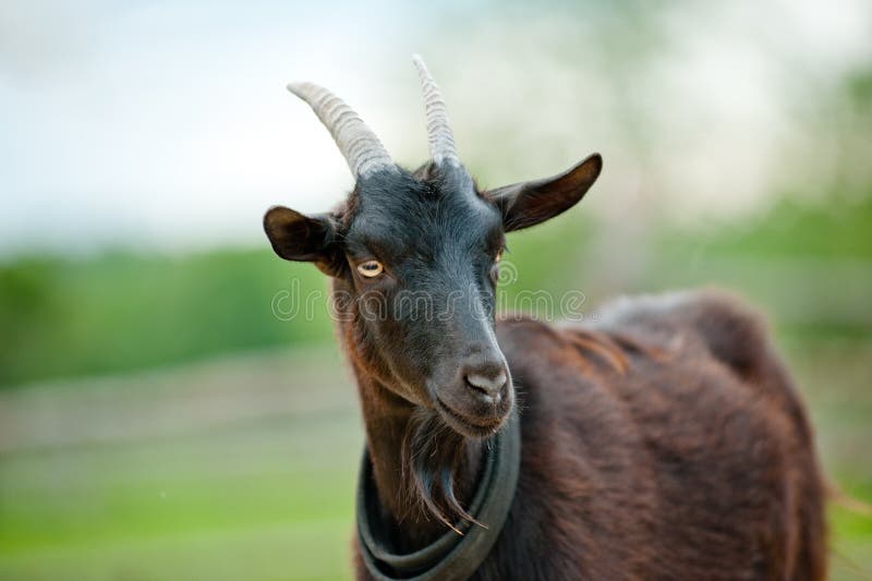 Chèvre Noire Aux Longues Oreilles Nubienne à La Ferme Mangeant Du Foin ...