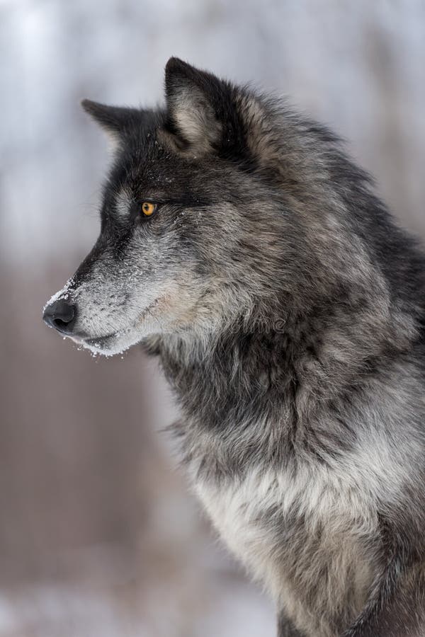 Profil de loup photo stock. Image du loup, profil - 31851342
