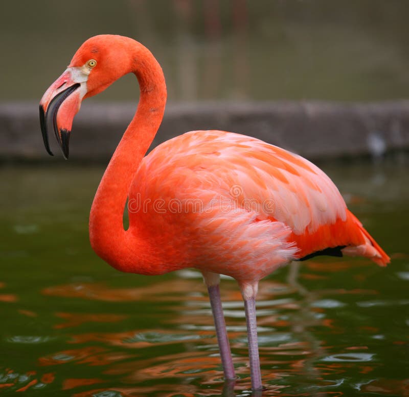 Flamant rose image stock. Image du mignon, magnifique, chic - 200681