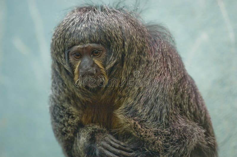 Verticale White-faced Femelle De Singe De Saki Photo stock - Image du ...