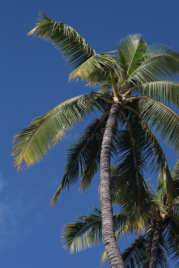 Vertically Oriented Beautiful Palm Tree in a Deep Blue Sky Stock Photo ...
