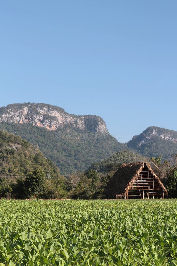 Vertiente Y Campos De La Sequedad Del Tabaco Imagen de archivo - Imagen ...